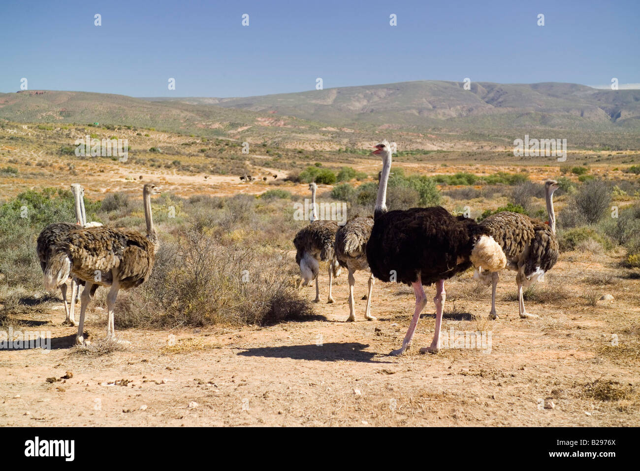 Little karoo ostrich hi-res stock photography and images - Alamy