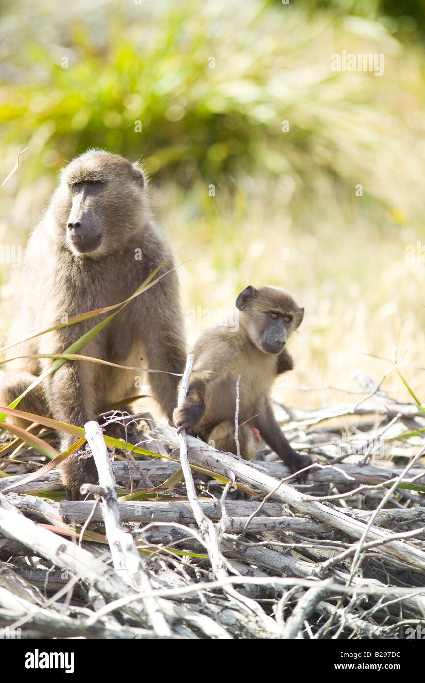 Pictures baboons hi-res stock photography and images - Alamy