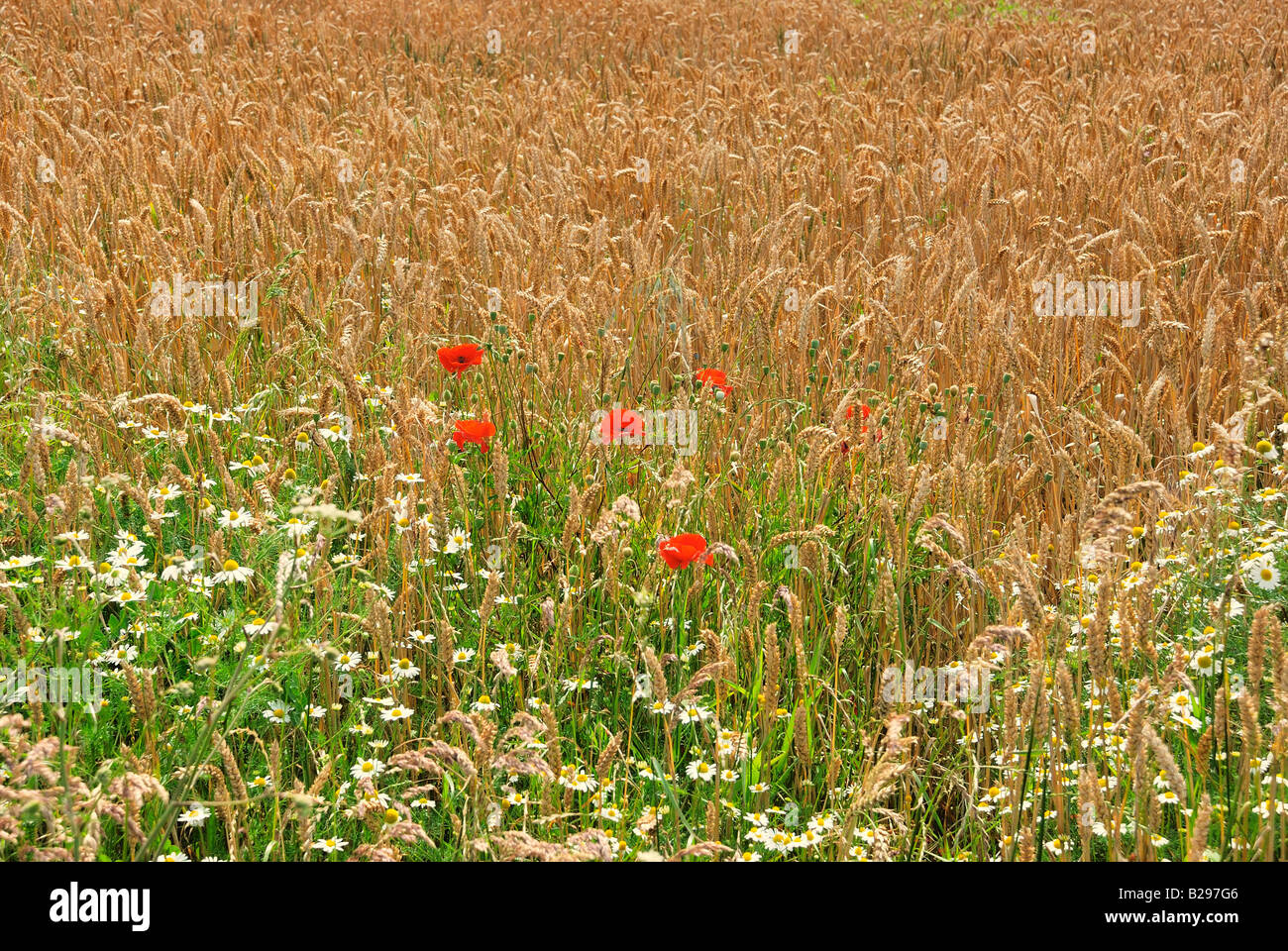 Corn daisy hi-res stock photography and images - Alamy