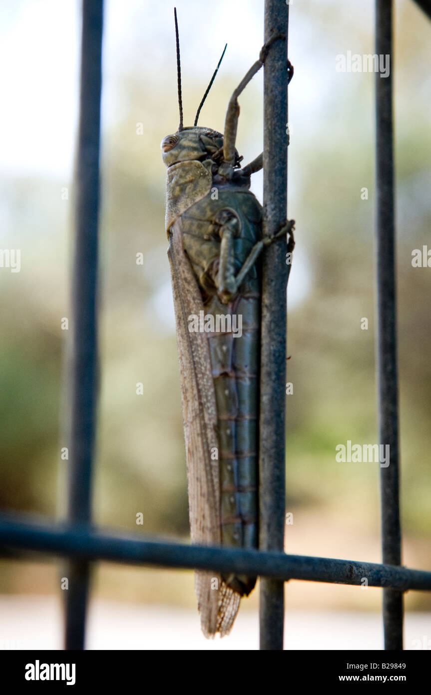 grasshopper clinging to fence Stock Photo - Alamy