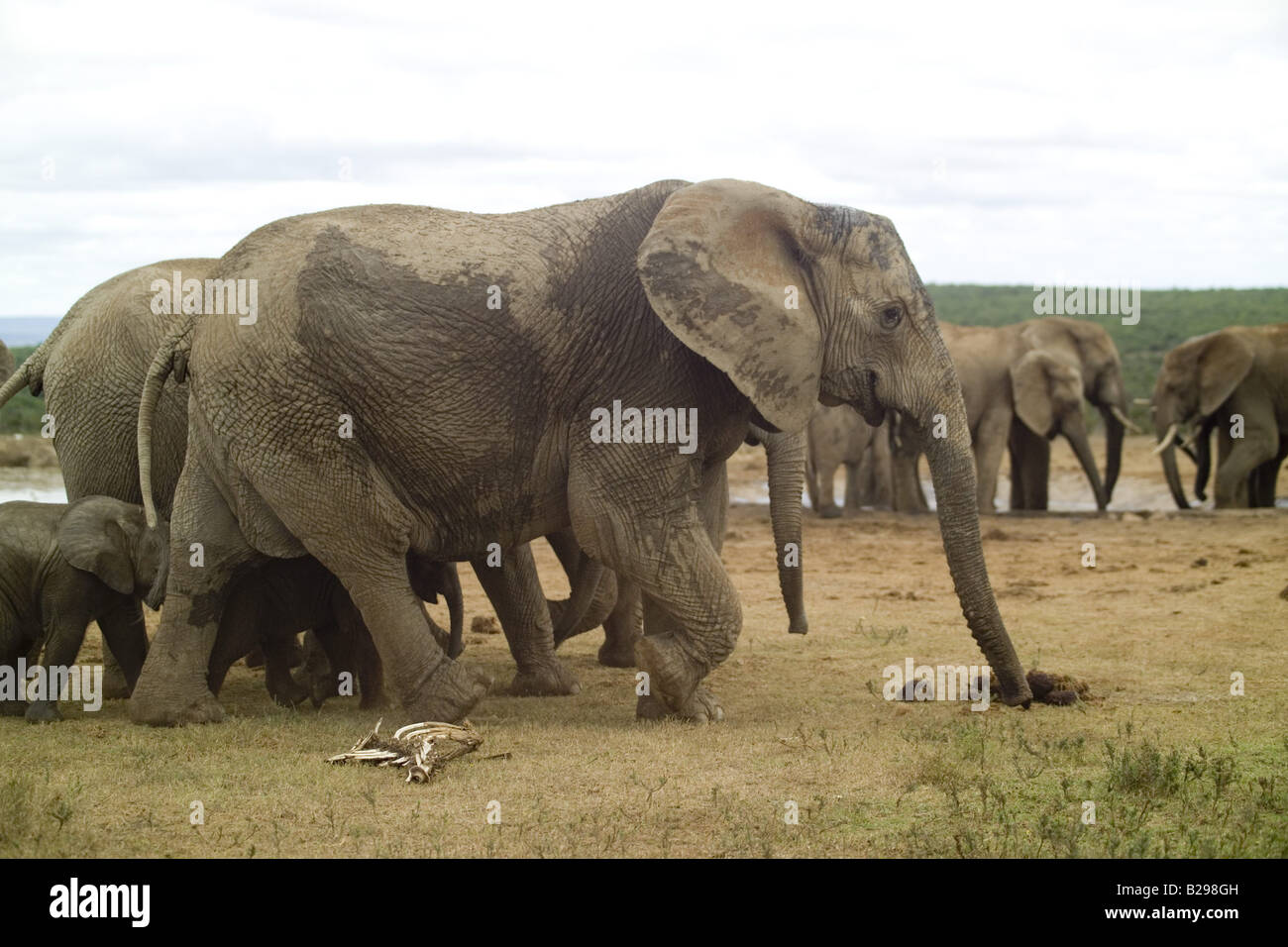 Addo National Elephant Park Port Elizabeth Garden Route South Africa ...