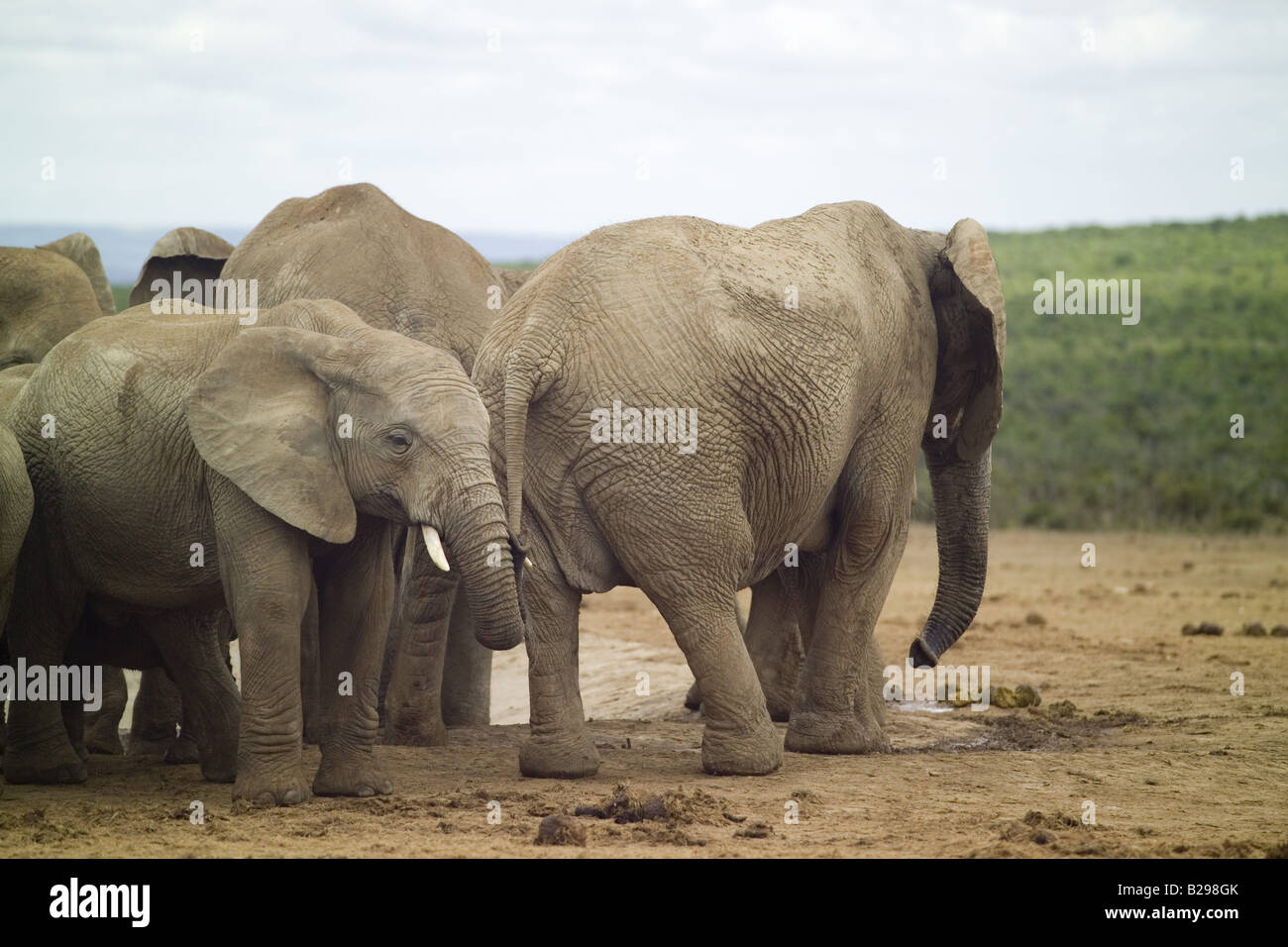 Addo National Elephant Park Port Elizabeth Garden Route South Africa ...