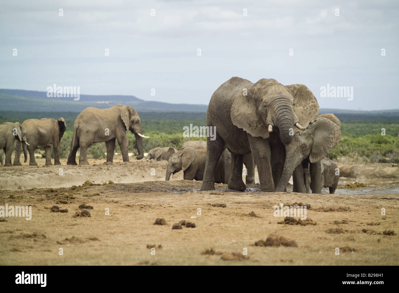 Addo National Elephant Park Port Elizabeth Garden Route South Africa ...
