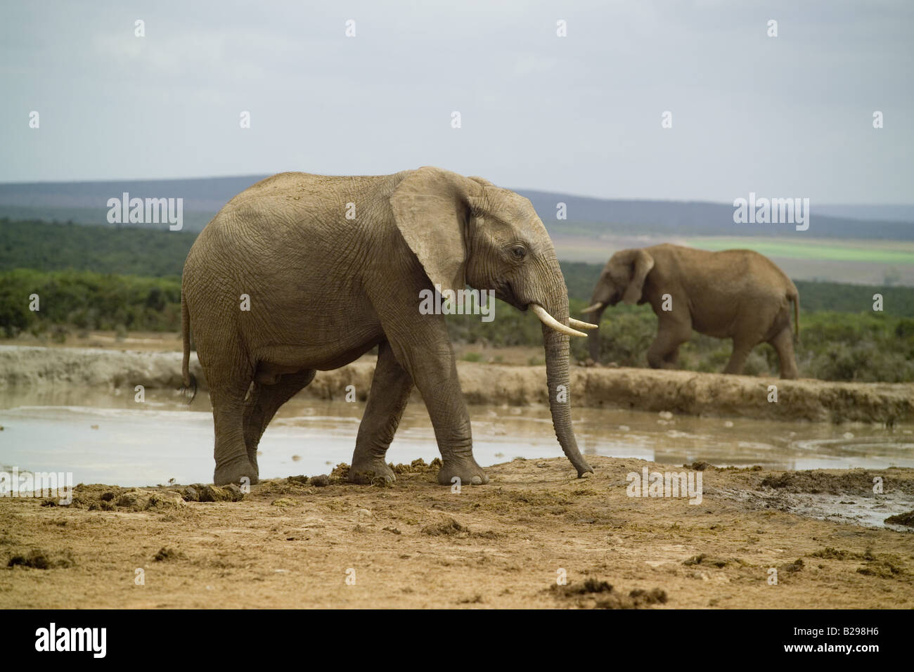 Addo National Elephant Park Port Elizabeth Garden Route South Africa ...