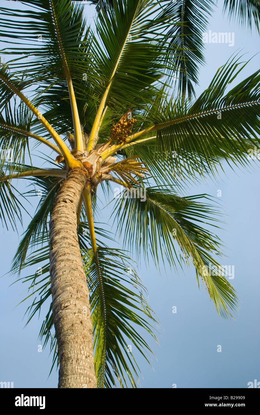 Palm Tree at sunset Princeville Kauai Hawaii Stock Photo - Alamy