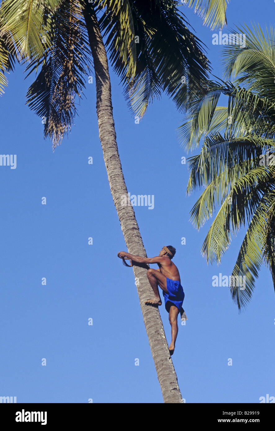 Coconut tree india hi-res stock photography and images - Alamy