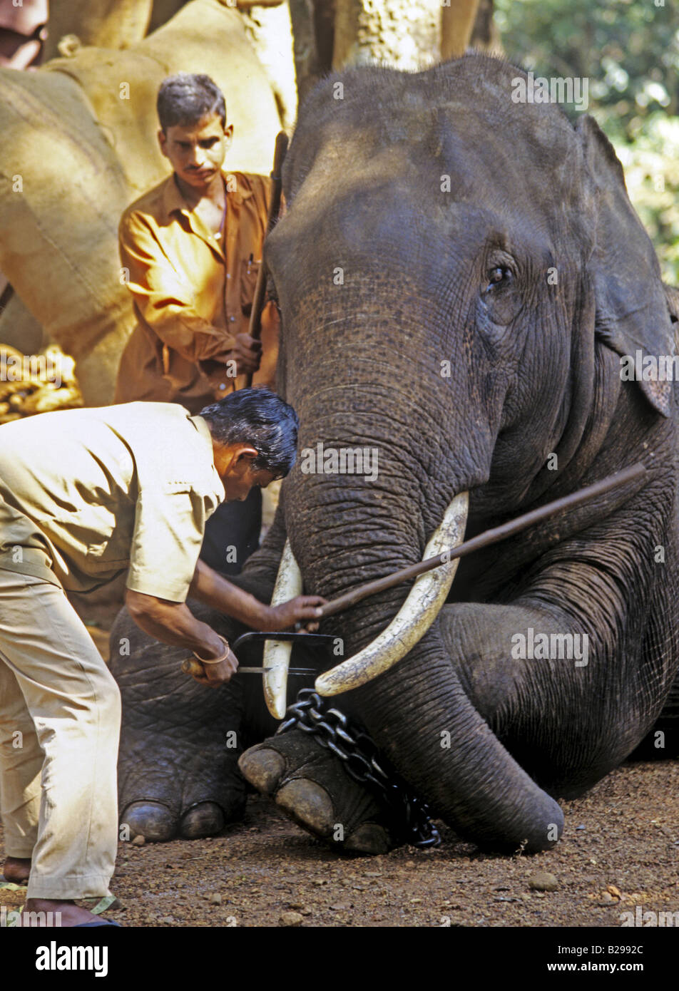 Bondla Nature Park Goa State India Date 15 06 2008 Ref ZB548 115573 ...