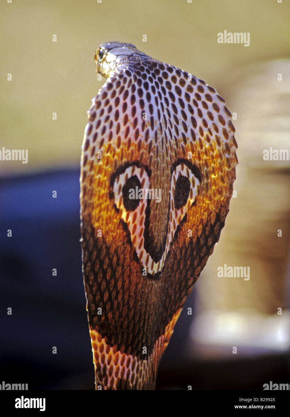 Cobra hi-res stock photography and images - Alamy