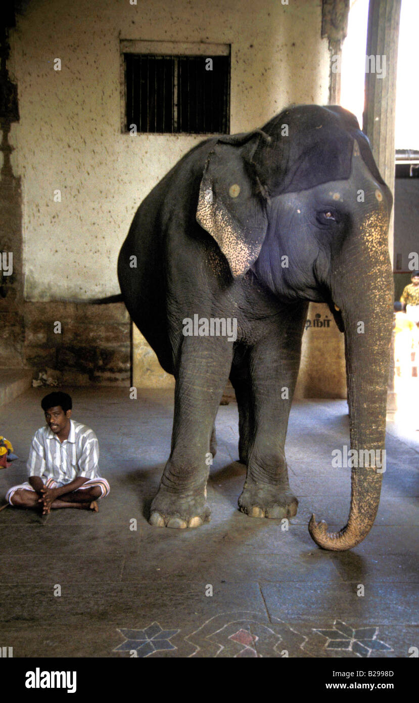 South India Tamil Nadu Madurai Meenakshi Temple Sacred Elephant Stock ...