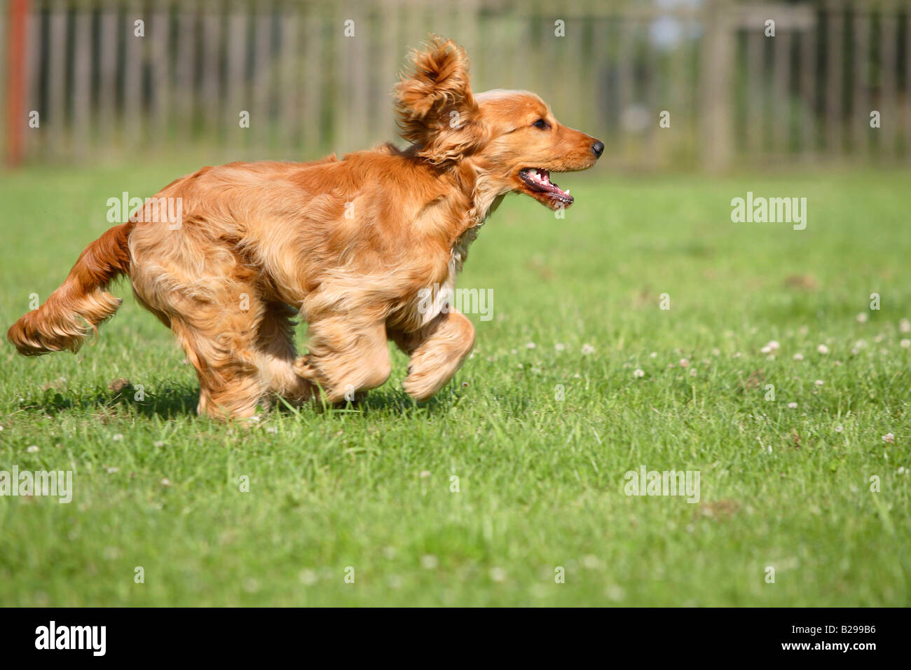 Cocker spaniel running hi-res stock photography and images - Alamy