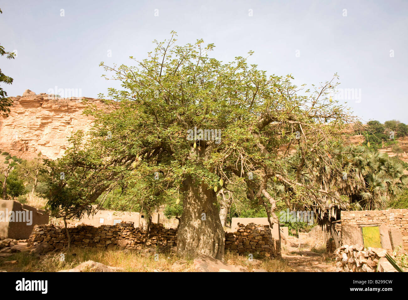 Mali Dogan Country Bandiagara Escarpment Tireli Baobab Tree Stock Photo ...