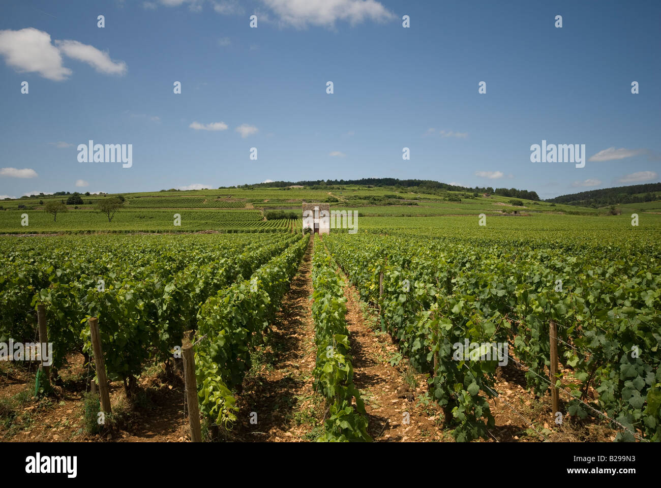 Vines cote de beaune hi-res stock photography and images - Alamy
