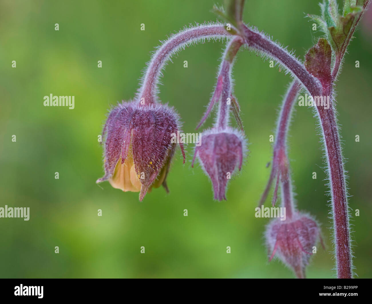 Vastergotand hi-res stock photography and images - Alamy