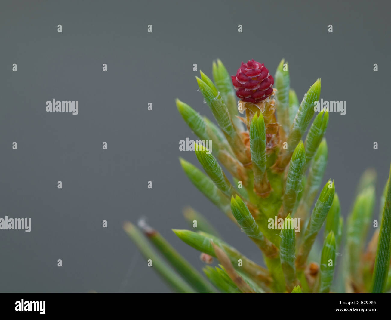 Scots pine cone hi-res stock photography and images - Alamy