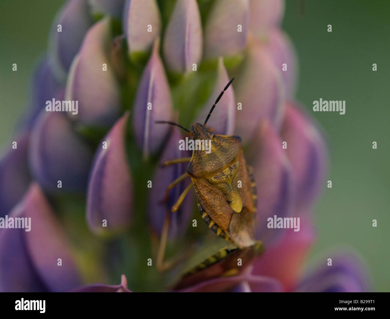 Forest bug hi-res stock photography and images - Alamy