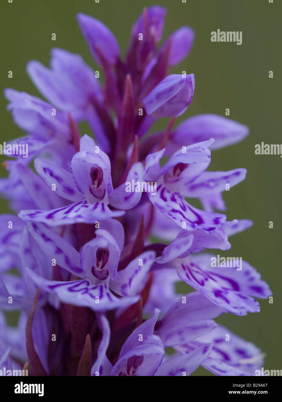 Elder flowered orchids hi-res stock photography and images - Alamy