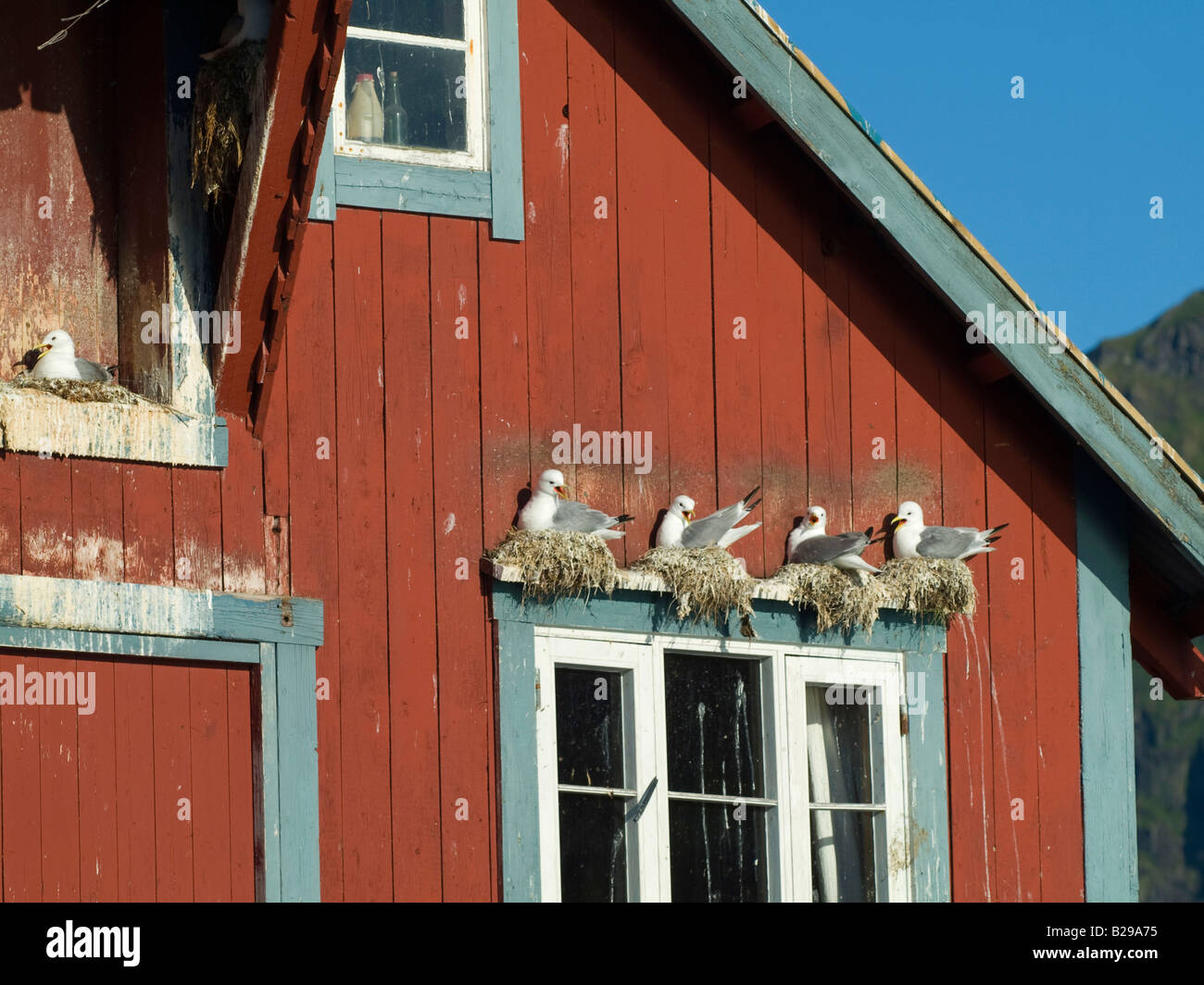 10 legged animals hi-res stock photography and images - Alamy