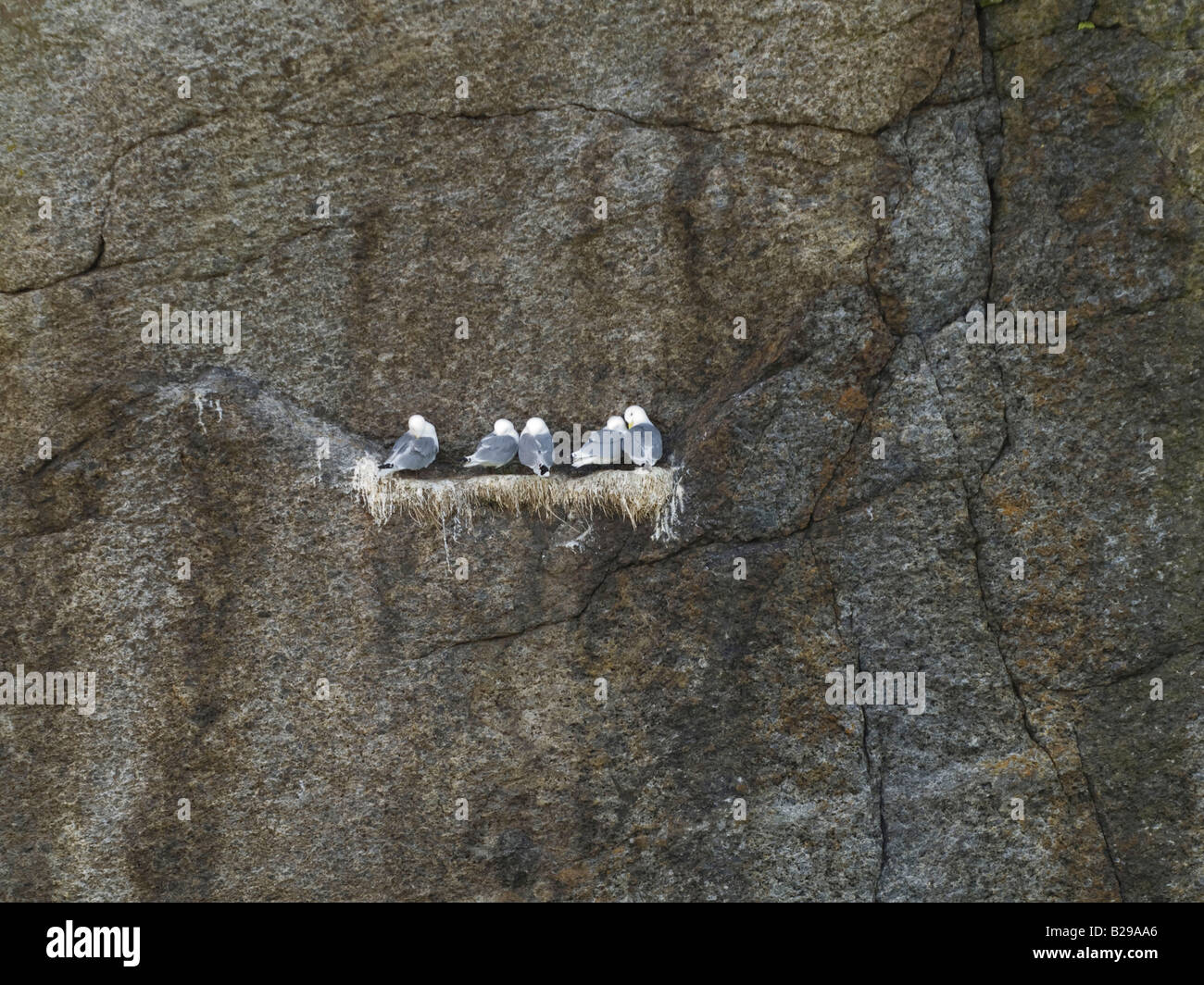 10 legged animals hi-res stock photography and images - Alamy