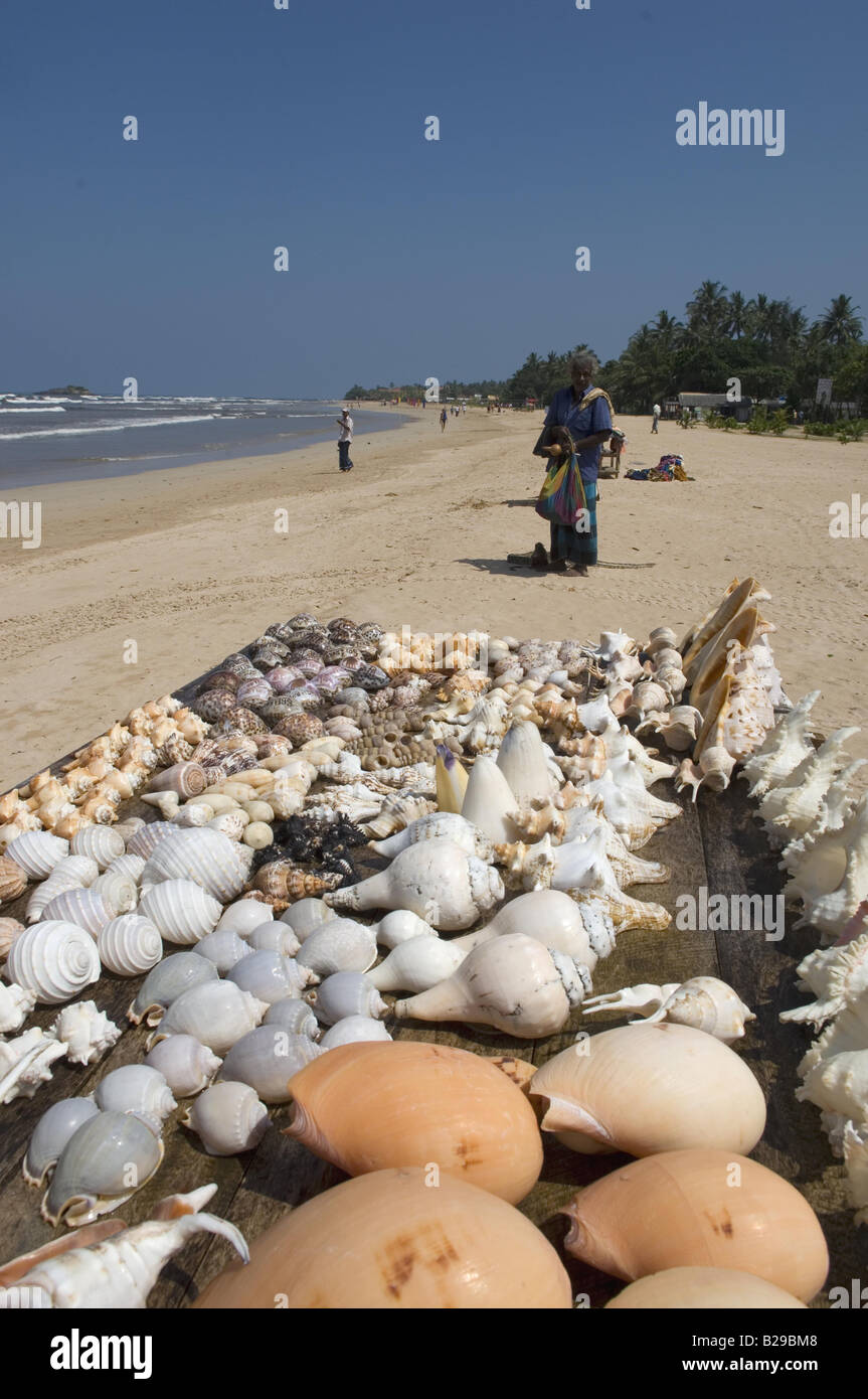 Sale shells hi-res stock photography and images - Alamy