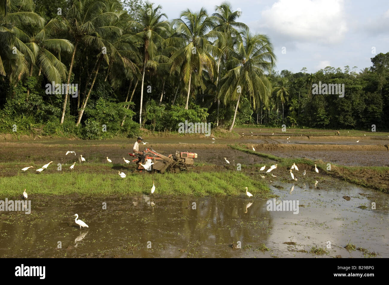 Paddy fields sri lanka hi-res stock photography and images - Alamy