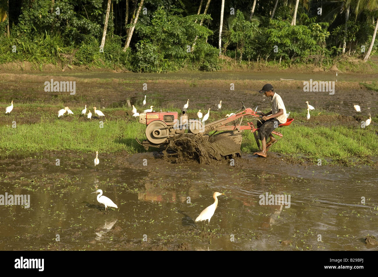 Paddy fields in sri lanka hi-res stock photography and images - Alamy