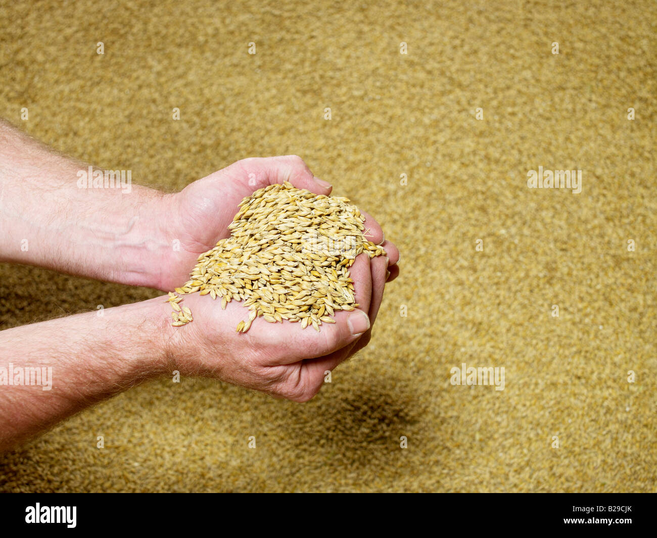 a handful of BARLEY BARLEY, more BARLEY CORN behind Stock Photo - Alamy