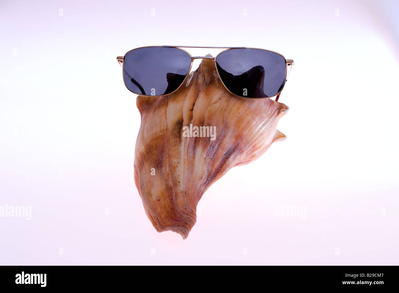 Shell with sunglasses looking at the camera Stock Photo - Alamy