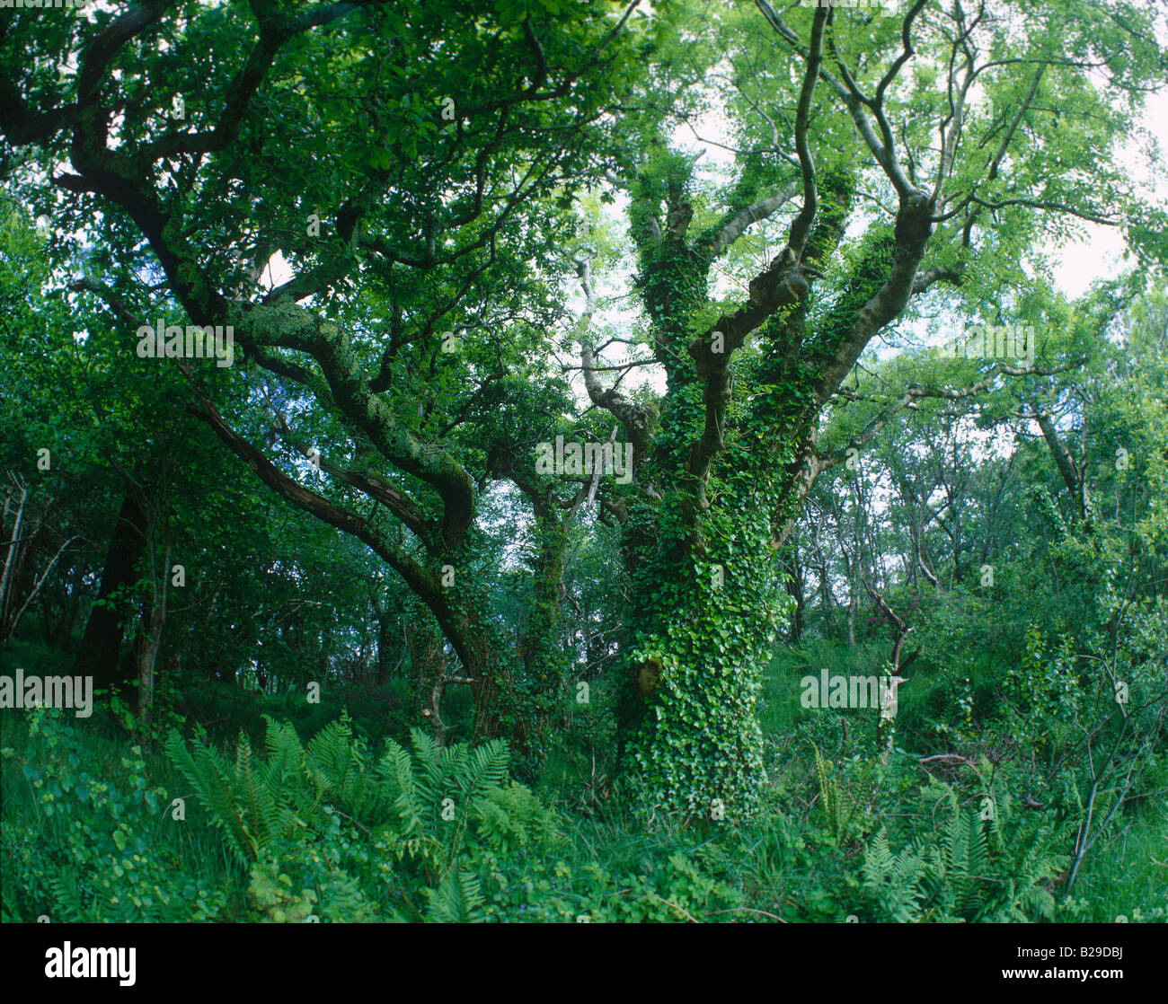 Tree with Ivy Stock Photo - Alamy