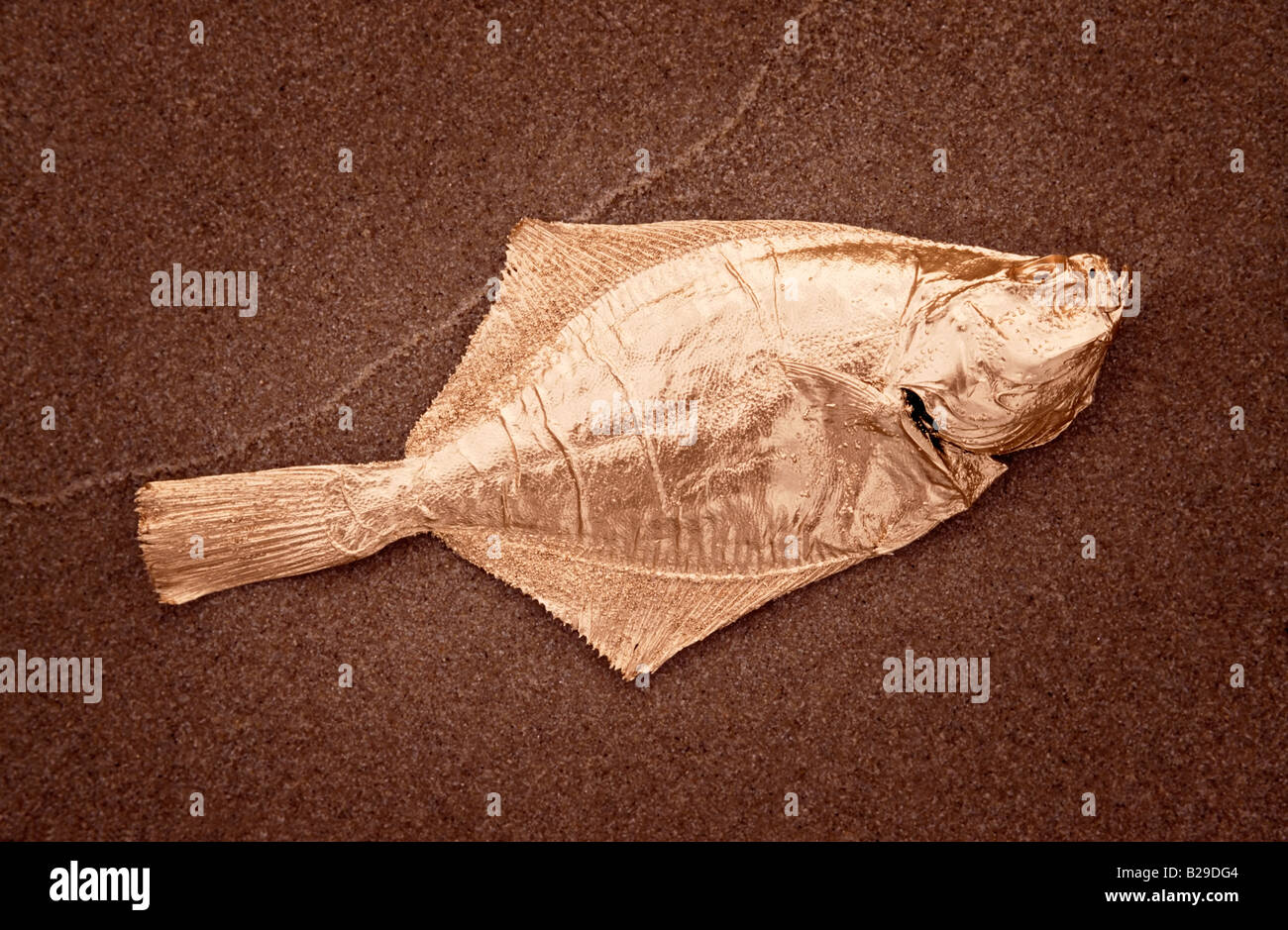 Golden Spray Painted Flatfish on Sandy Beach UK Stock Photo - Alamy