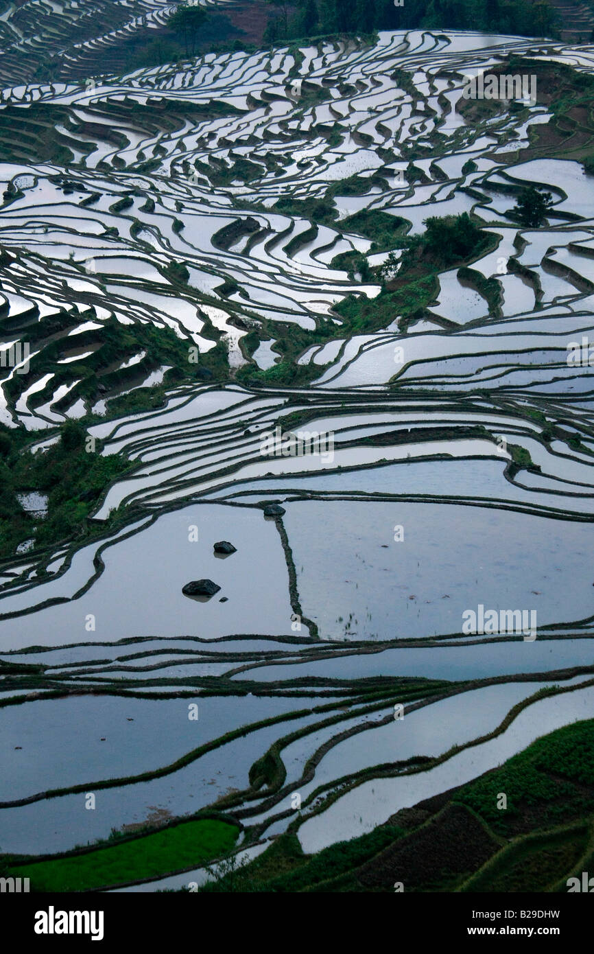 The rice terraces at Yuanyang, Yunnan, China Stock Photo - Alamy