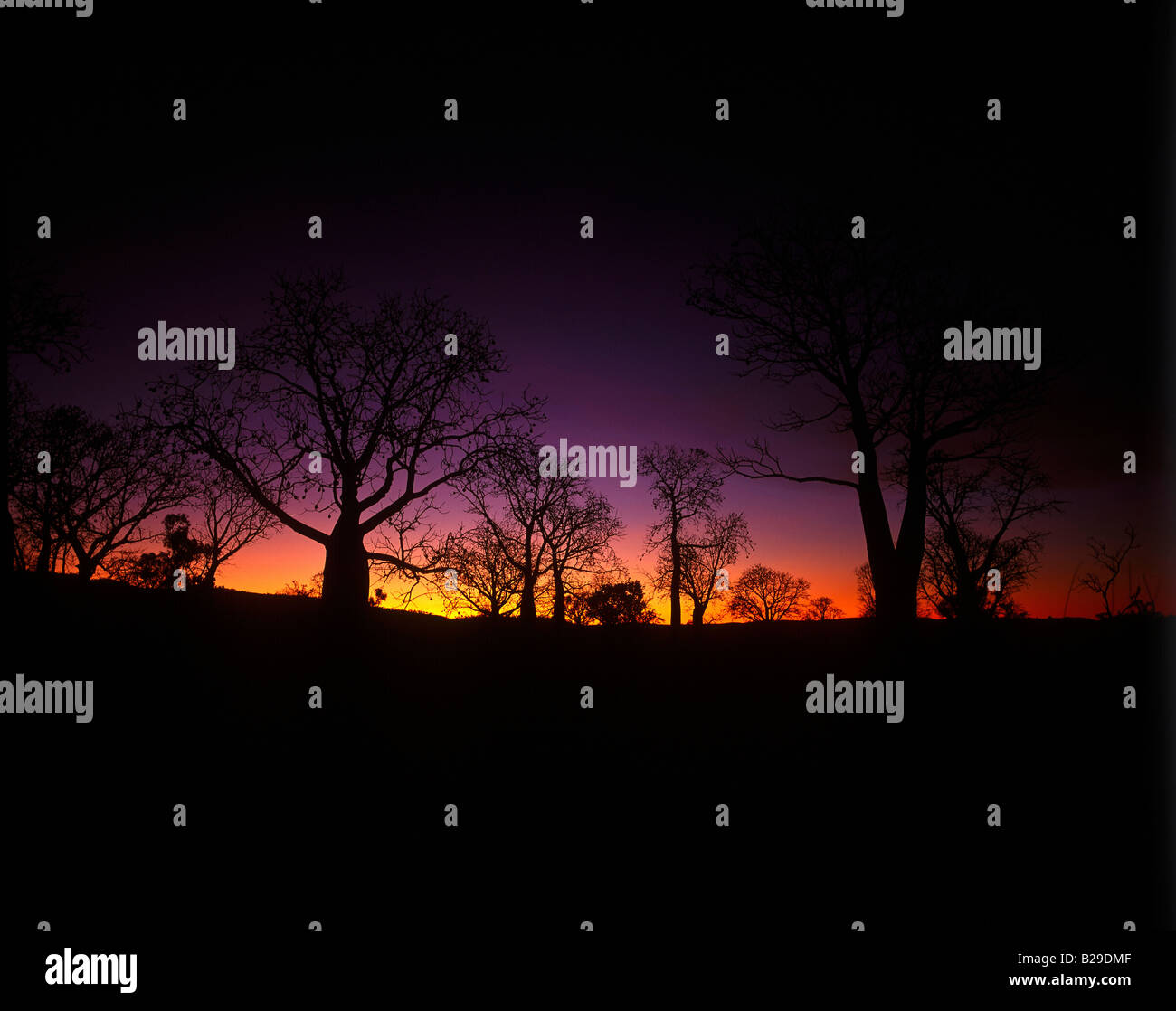 Australian flame tree hi-res stock photography and images - Alamy