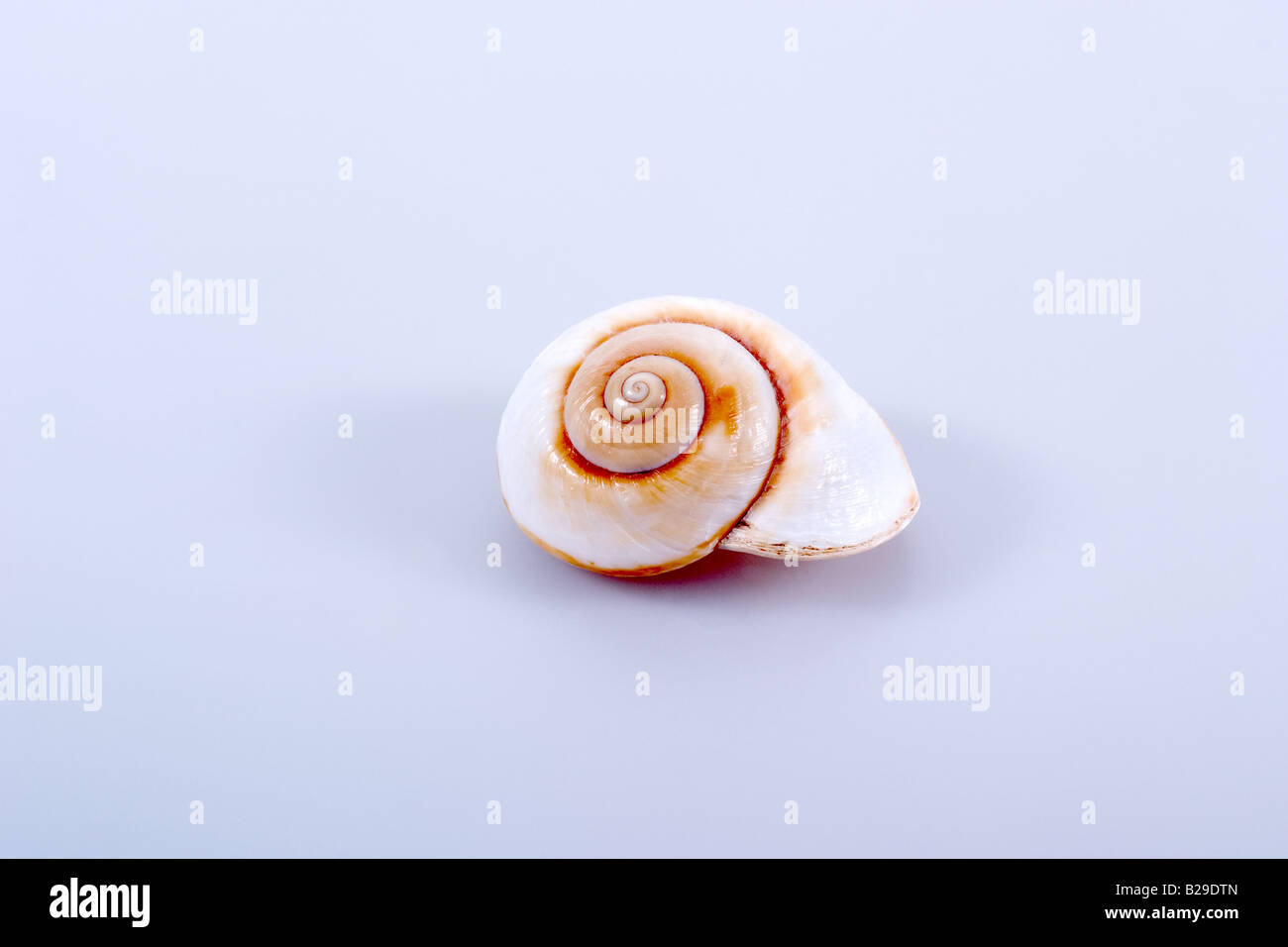 Small white nautilus shell Stock Photo - Alamy