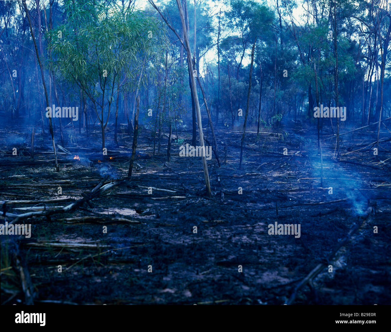 Fire kakadu hi-res stock photography and images - Alamy
