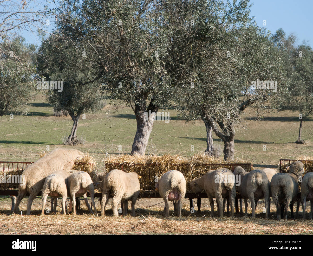 Flock of sheep feeding by the olive trees in Alentejo. Crato, Potalegre ...