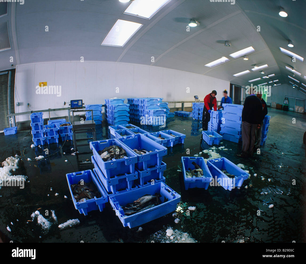 Fish auction hall / Killybegs Stock Photo - Alamy
