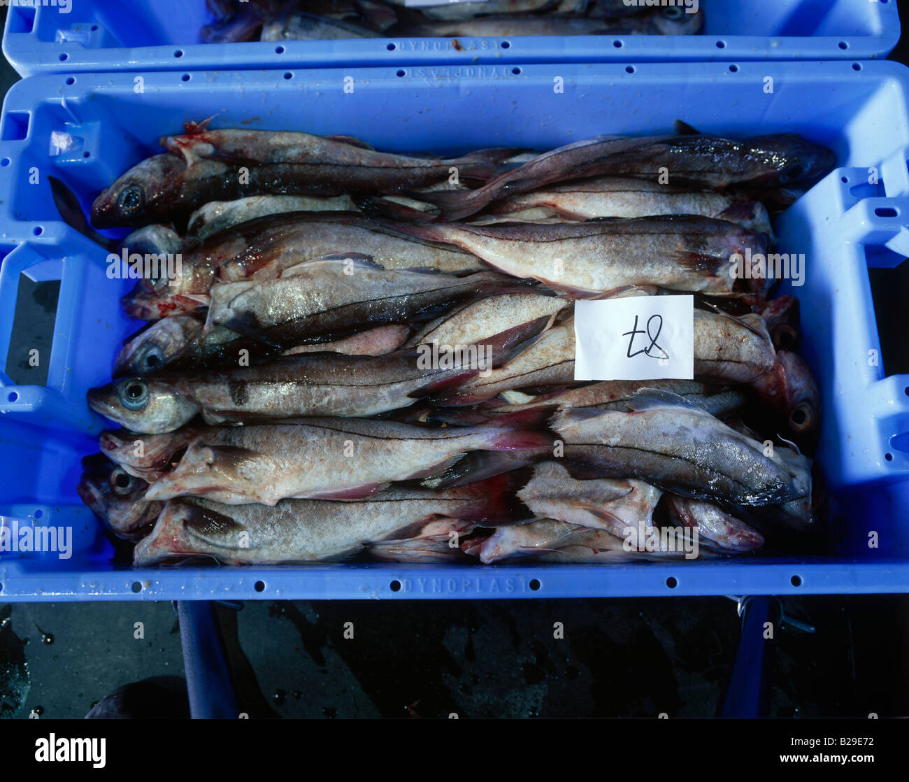 Fish box ireland hi-res stock photography and images - Alamy
