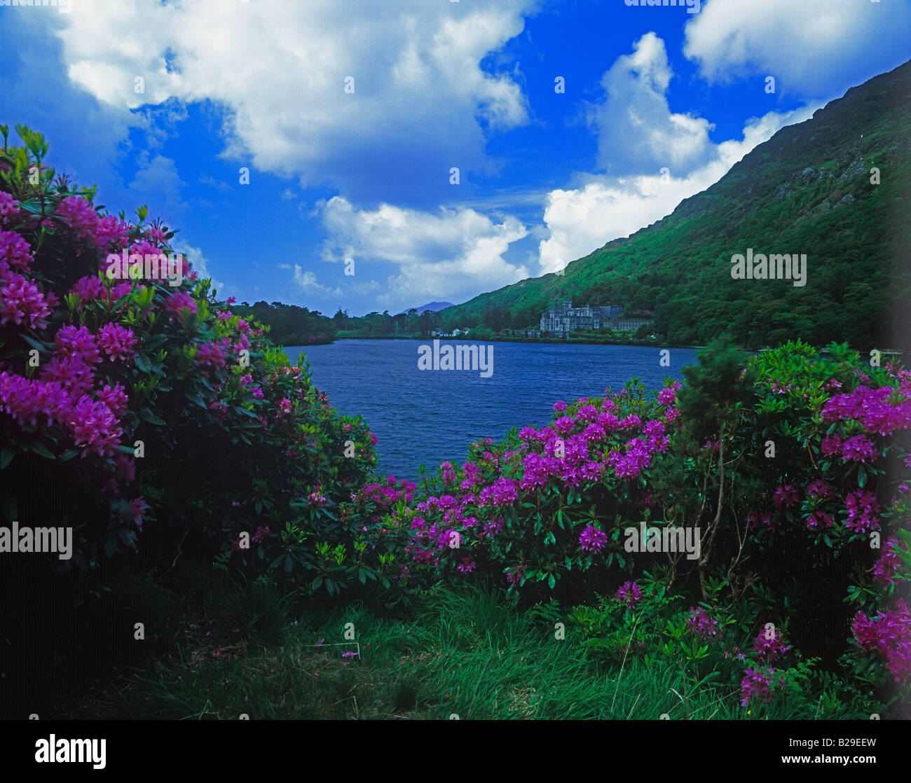 Rhododendron rhododendron spec hi-res stock photography and images - Alamy