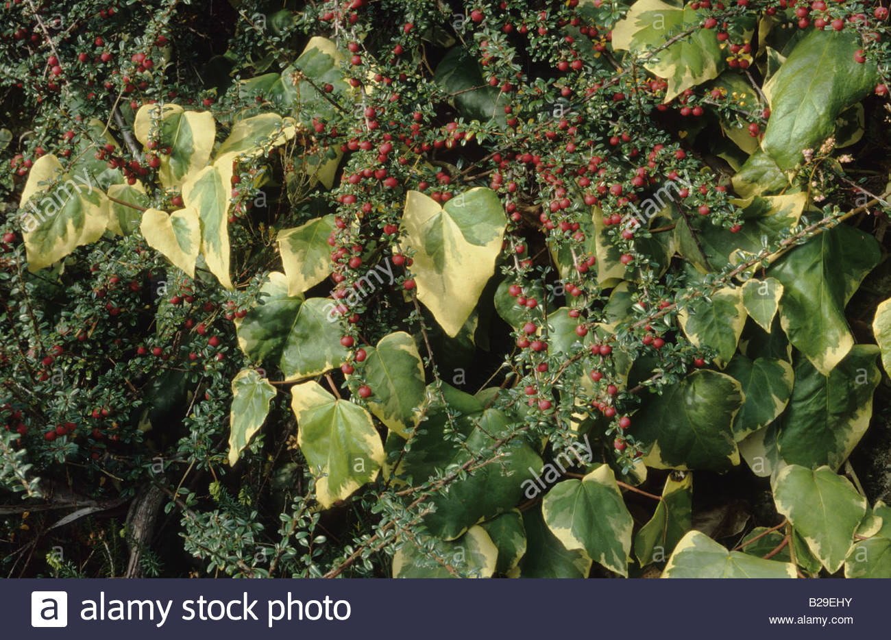 Hedera Colchica Dentata Variegata Stock Photos & Hedera Colchica ...