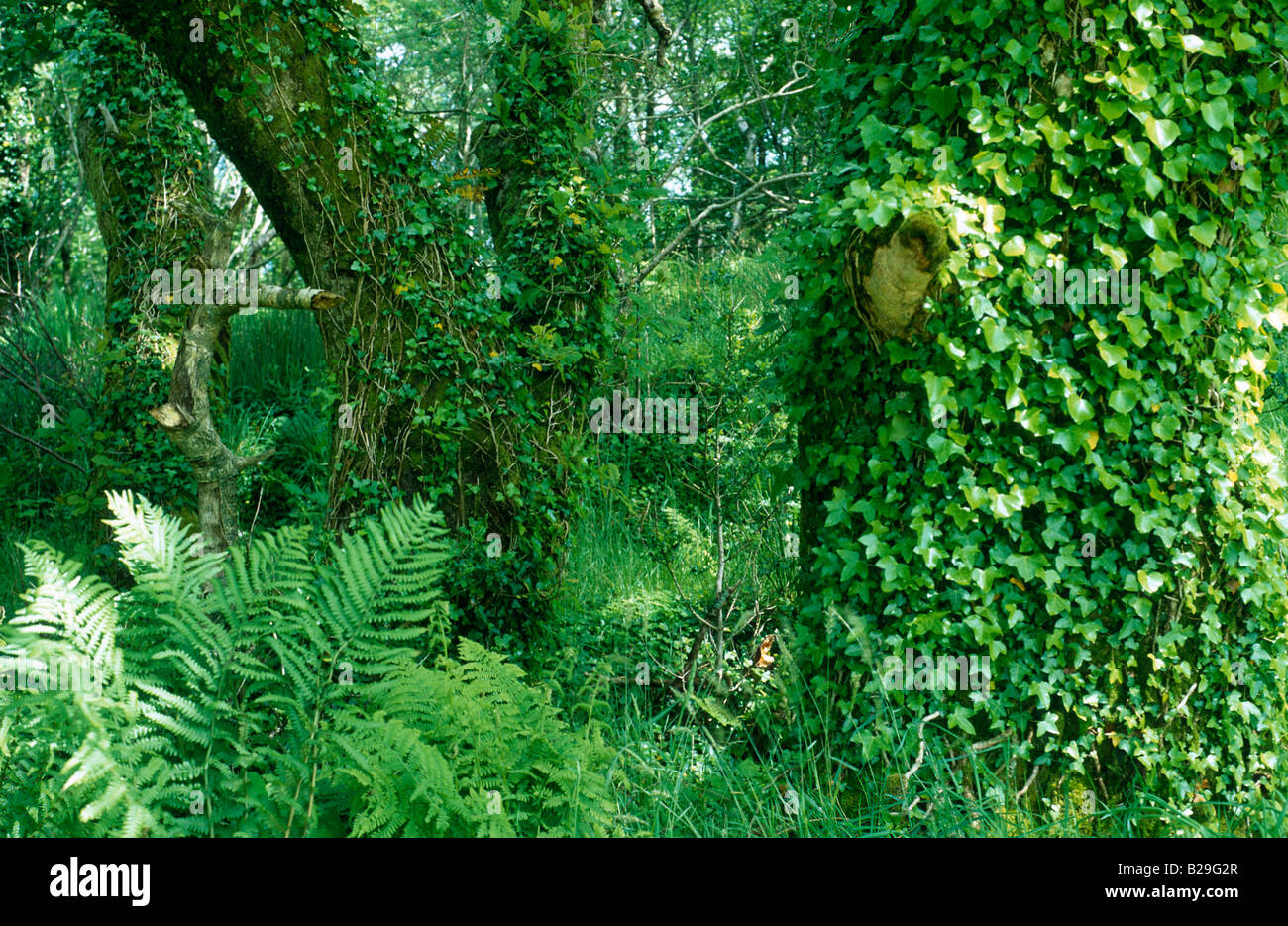 Tree with Ivy Stock Photo - Alamy