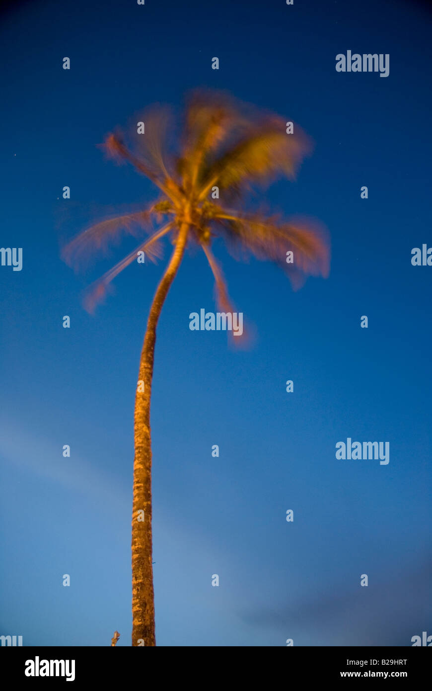 Bermuda palm tree hi-res stock photography and images - Alamy