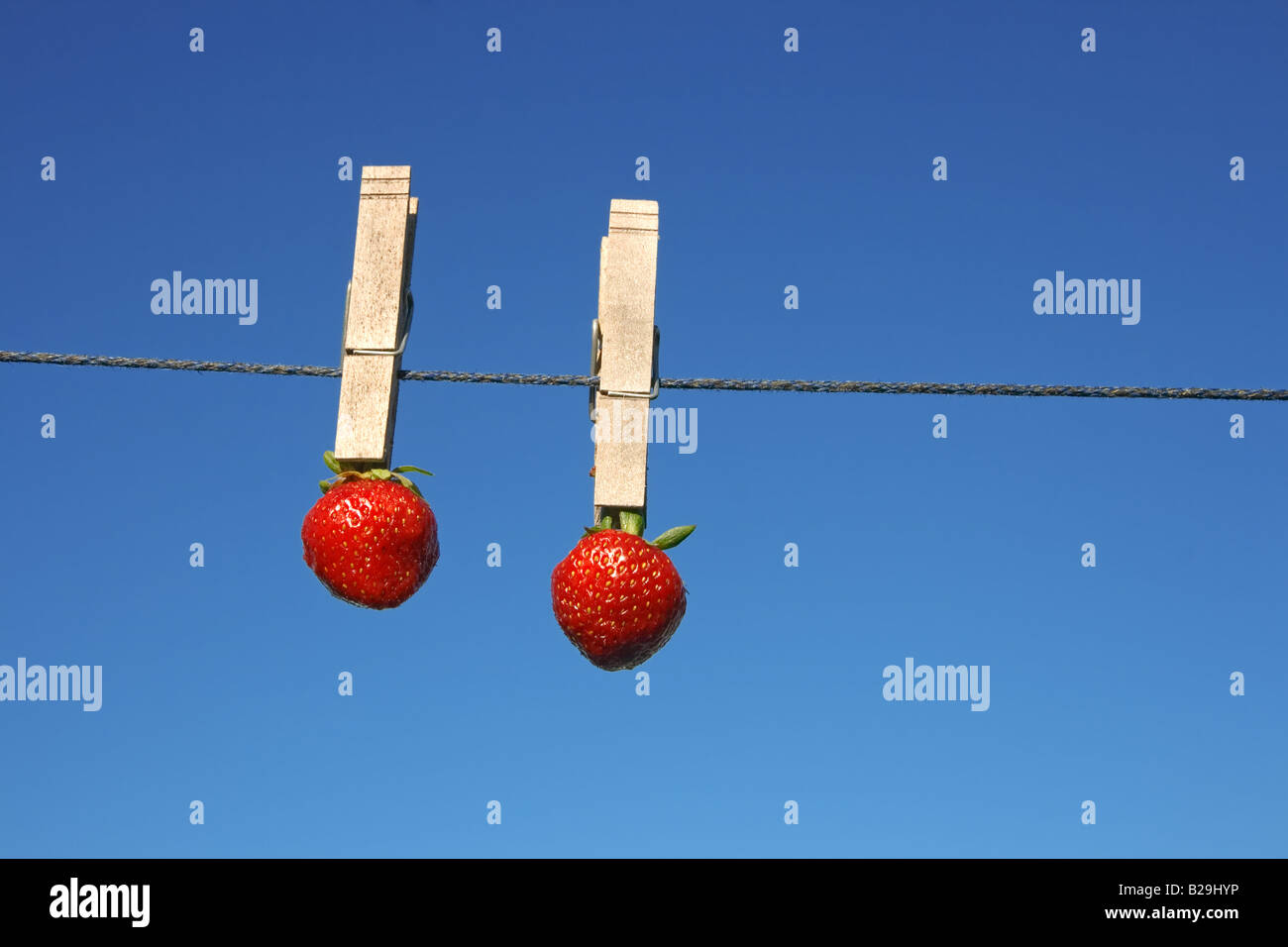 Strawberry line hi-res stock photography and images - Alamy