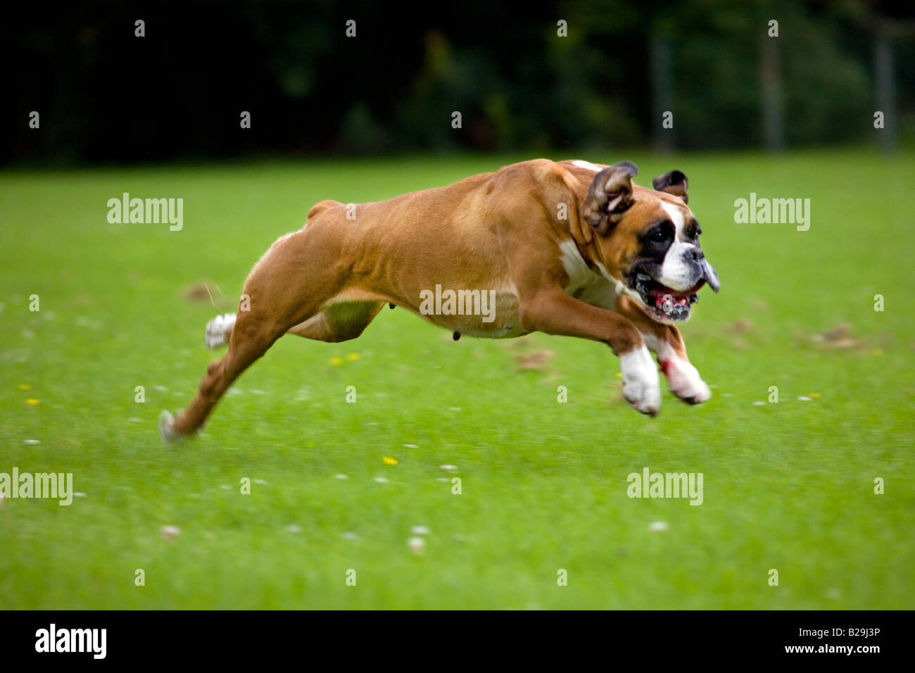 German boxer hi-res stock photography and images - Alamy