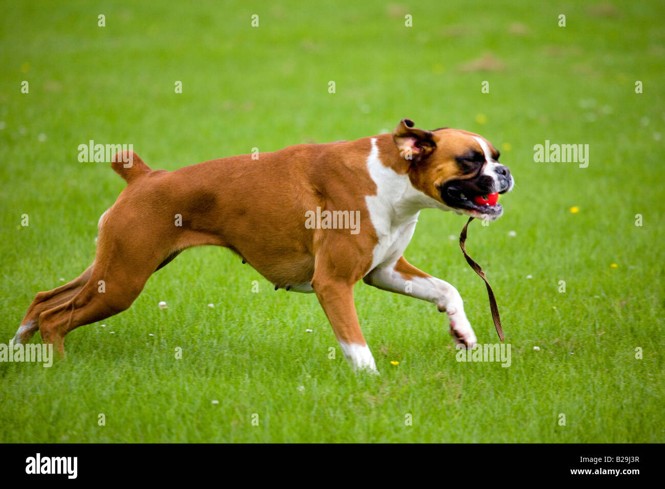German boxer hi-res stock photography and images - Alamy