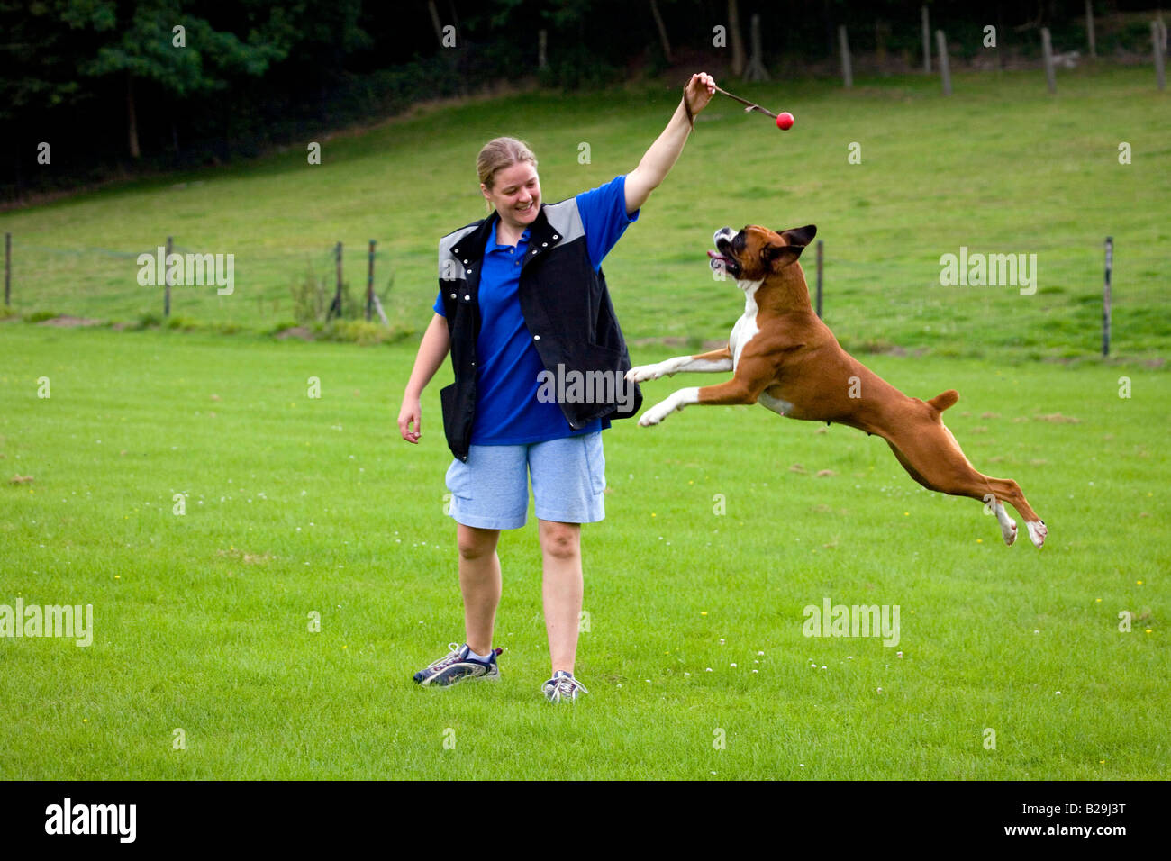 Boxer Dog Attacks Human