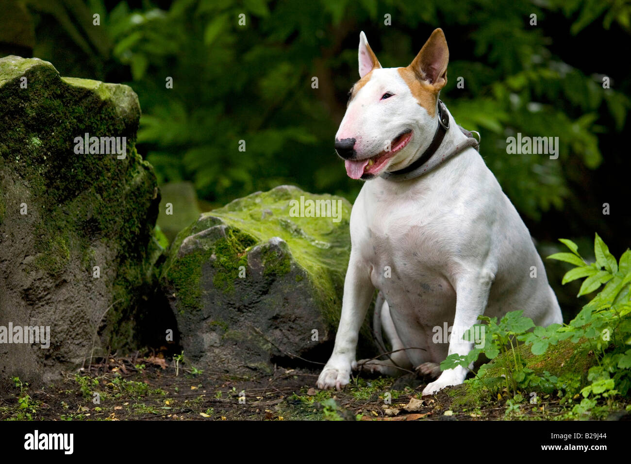 Bullterrier hi-res stock photography and images - Alamy