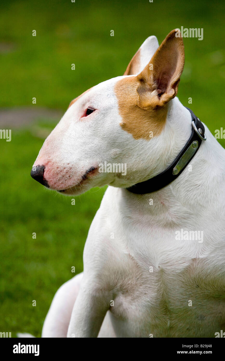 Bullterrier hi-res stock photography and images - Alamy