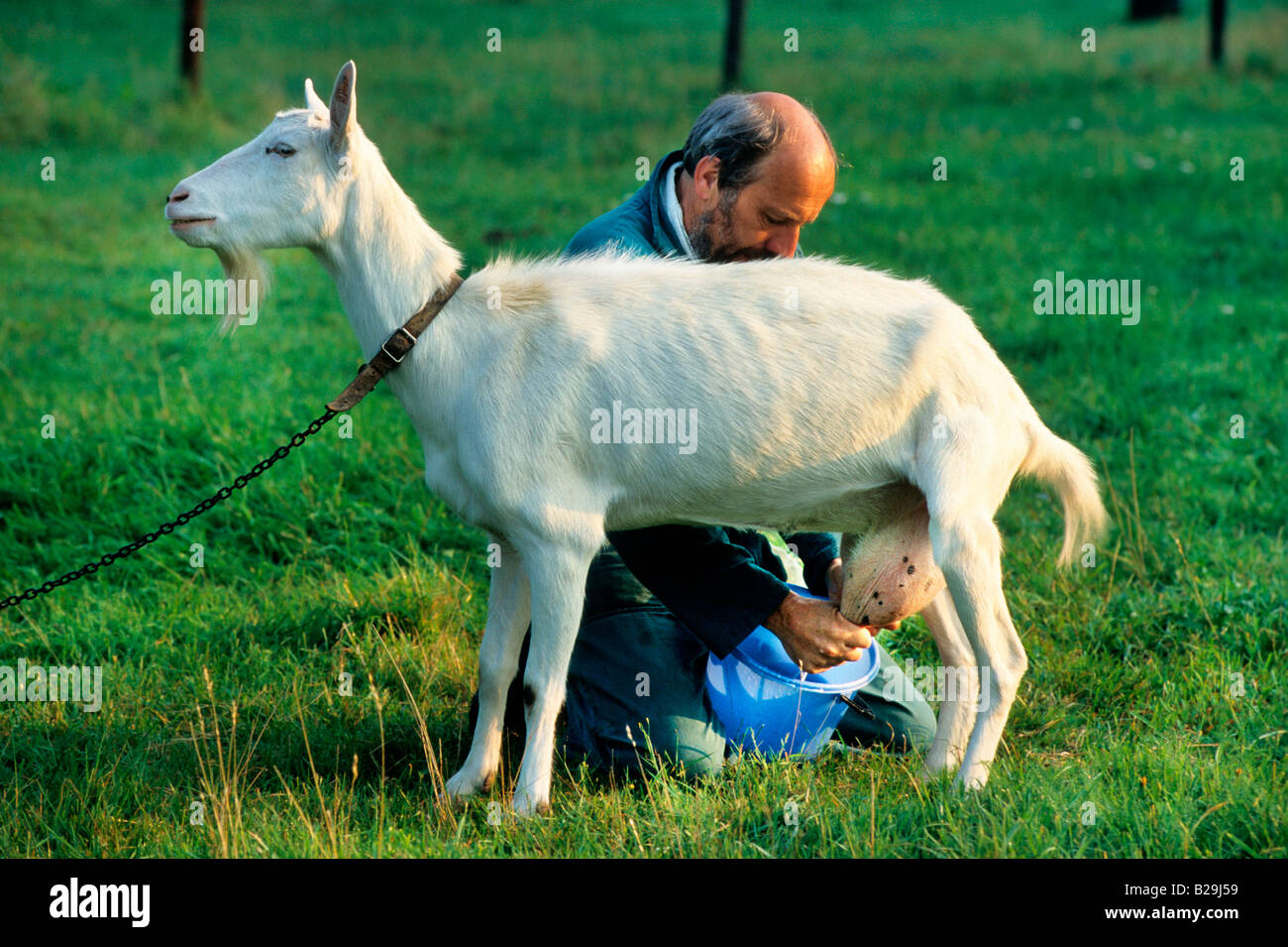 Man milking white goat hi-res stock photography and images - Alamy