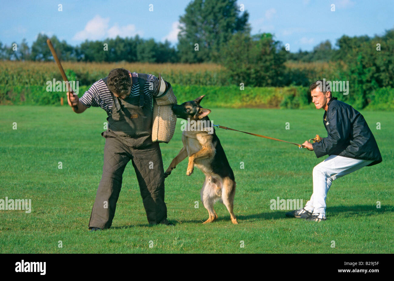 Men and German Shepherd Stock Photo - Alamy