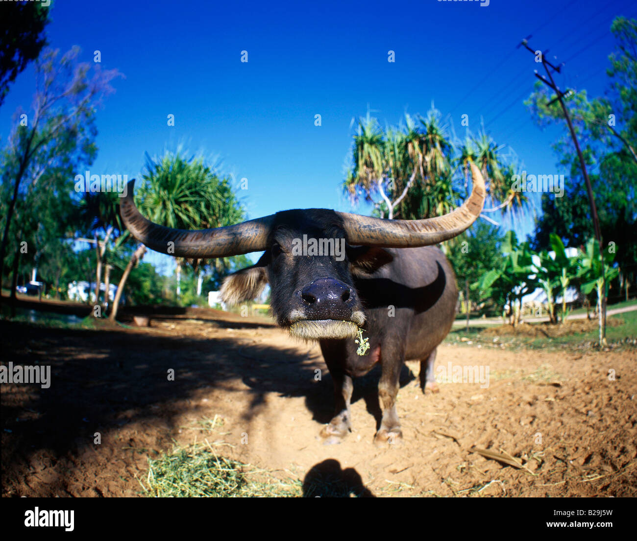 Northern australia water buffalo hi-res stock photography and images ...