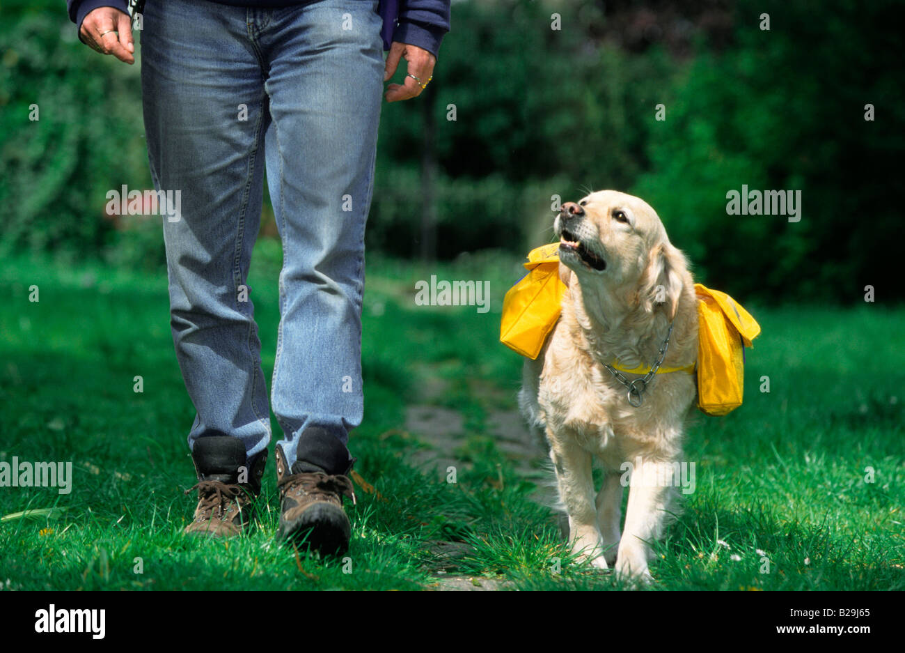 Golden retriever dog backpack hi-res stock photography and images - Alamy